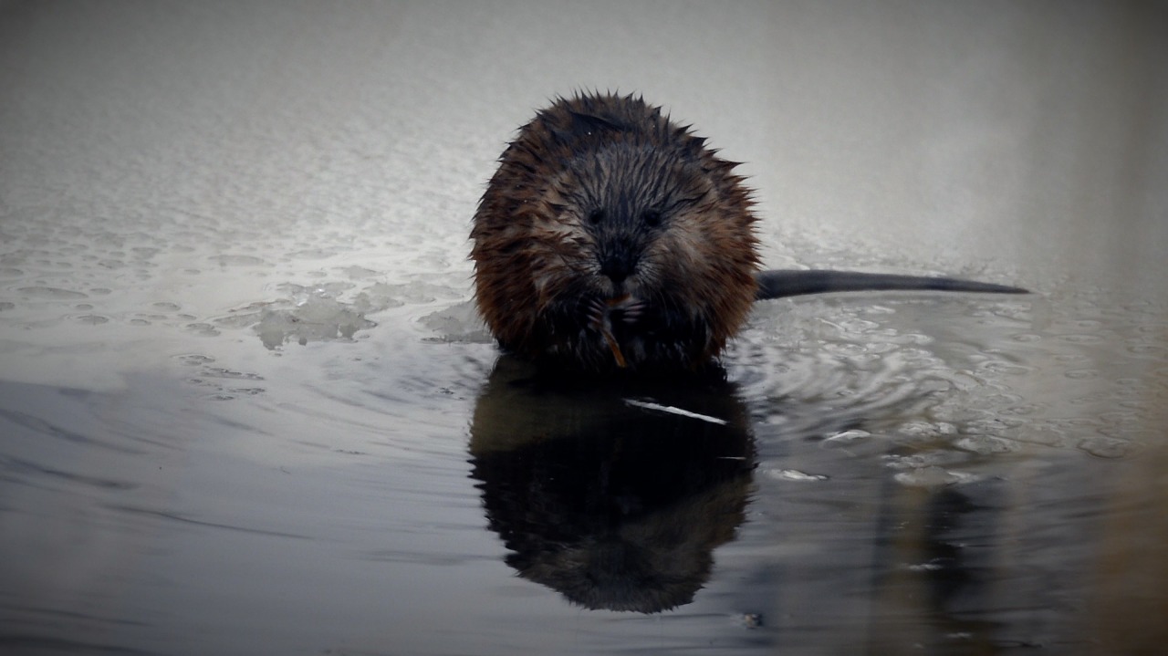 Nature 365 - Musk rat - 2021-03-26