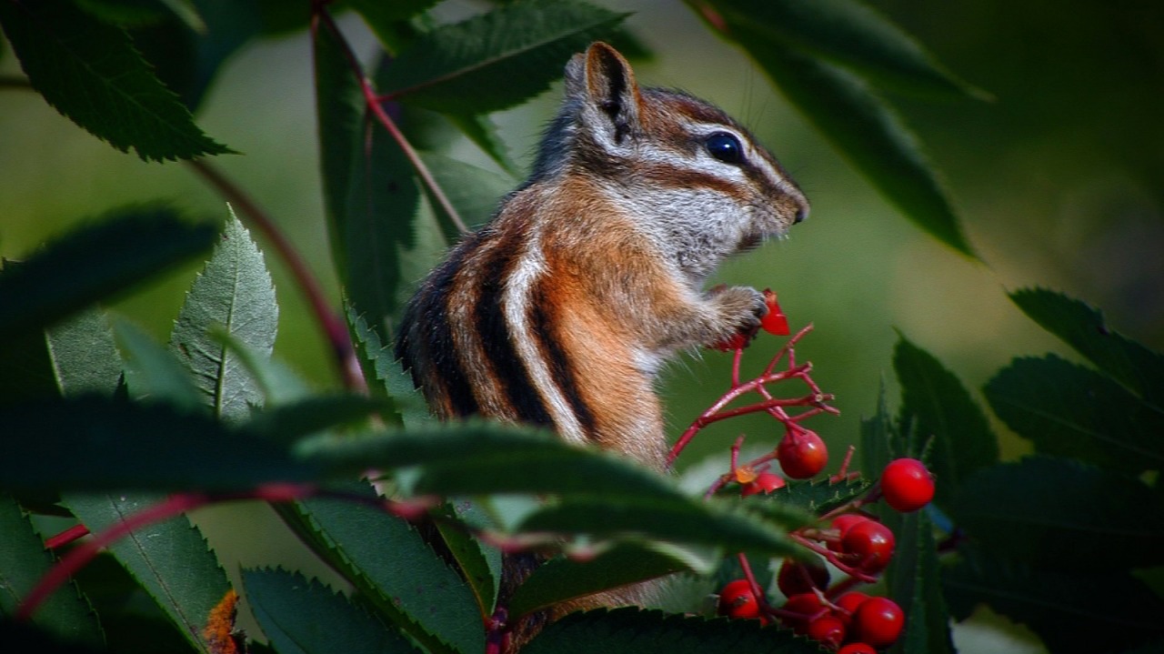 Nature 365 - Chipmunks - 2021-09-01