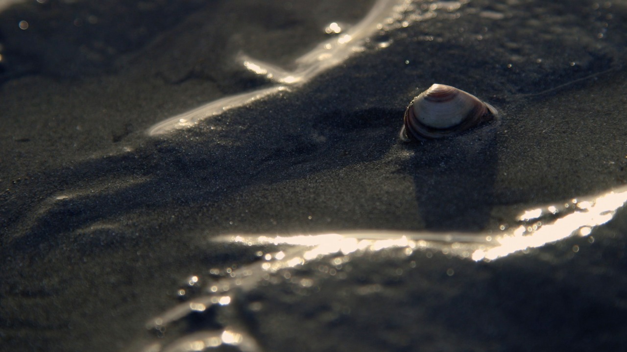 Nature 365 - Falling tide - 2025-02-16