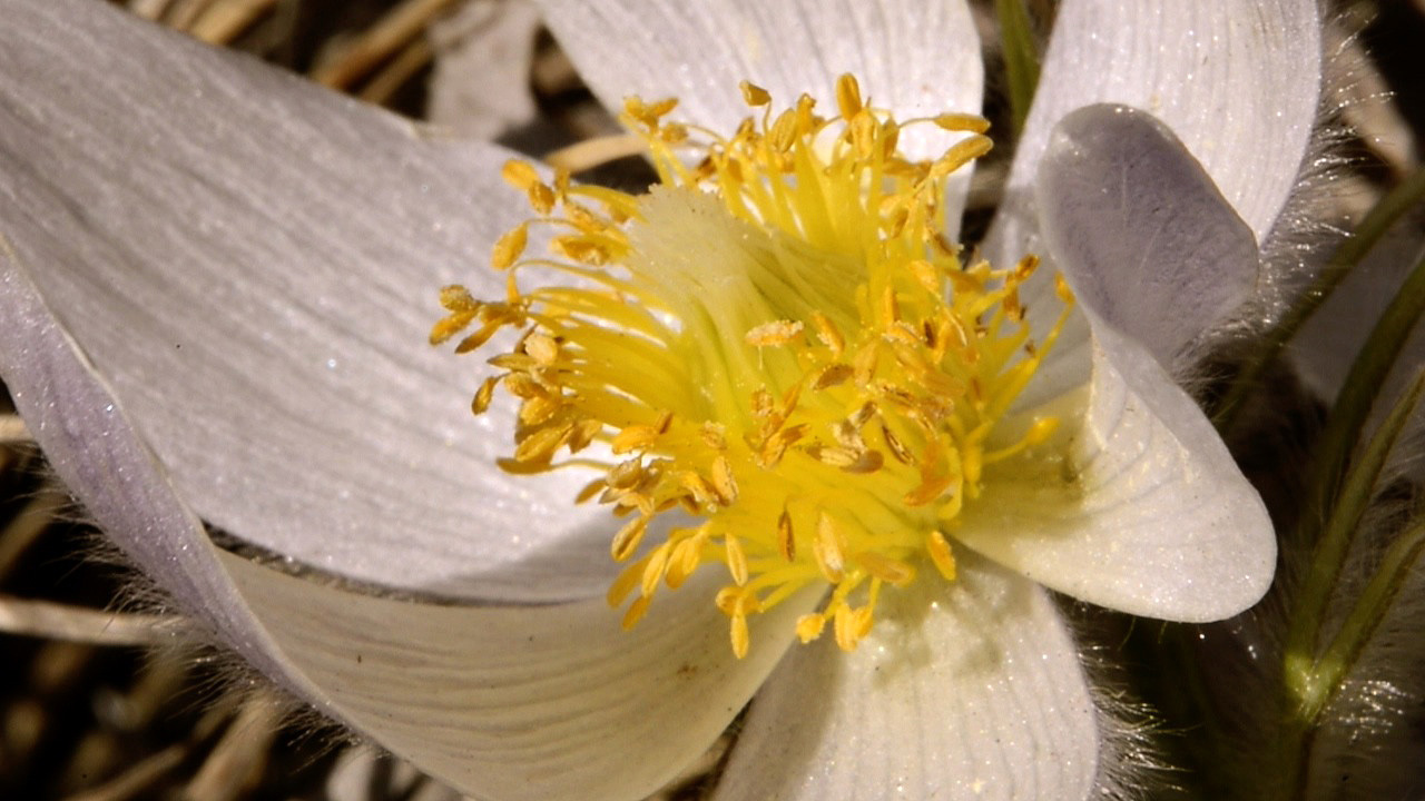 Nature 365 - First blooming - 2020-04-05