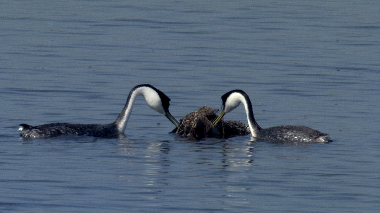 Nature 365 - Floating nest - 2020-06-22