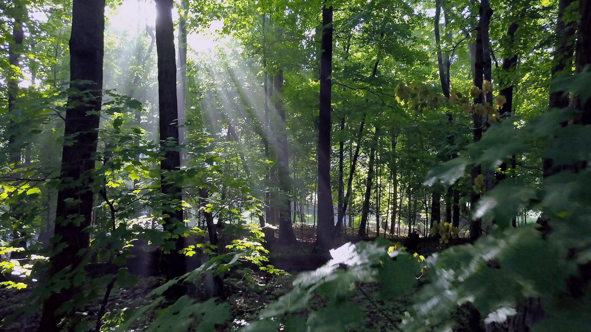 Nature 365 - Early summer in the Big Woods - 2020-06-26