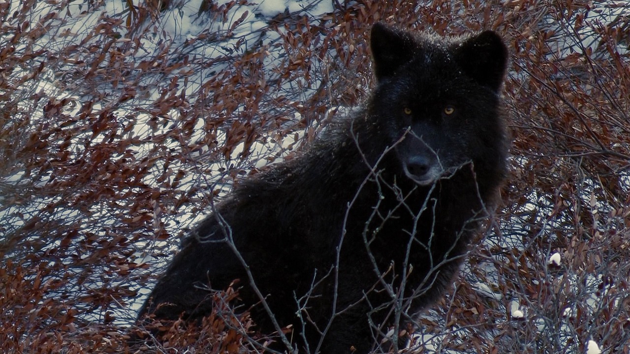 Nature 365 - Leftovers - 2025-12-03