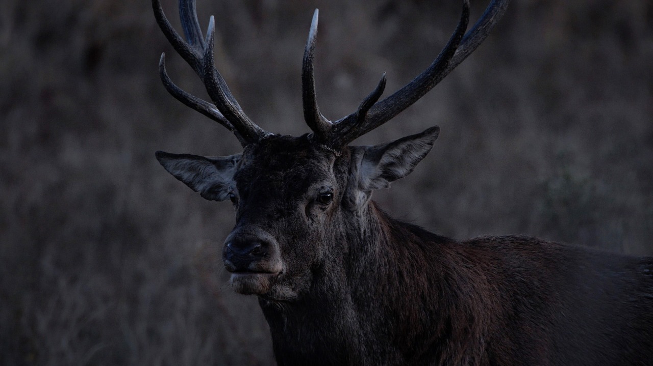 Nature 365 - Supremacy - 2022-09-15