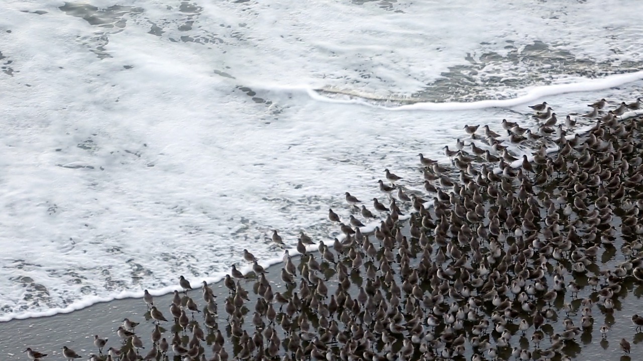 Nature 365 - Beach game - 2026-01-05