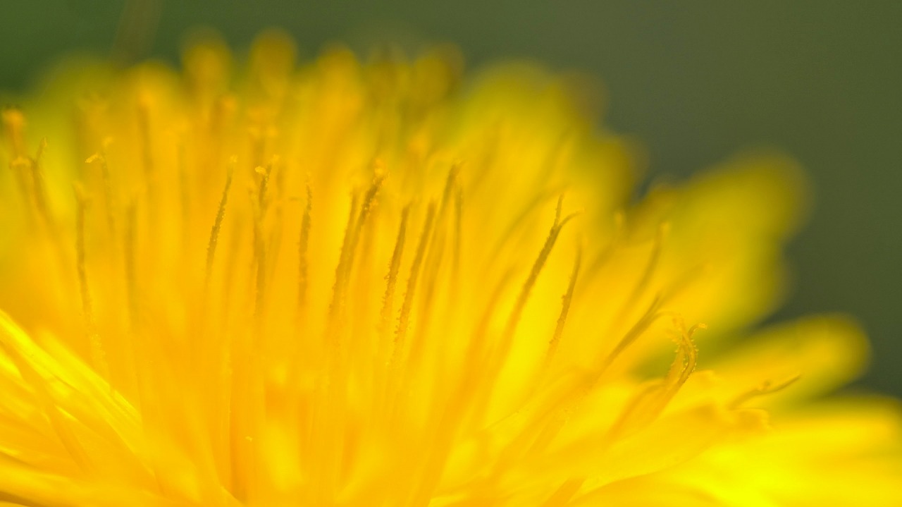 Nature 365 - Dandelion - 2024-04-28